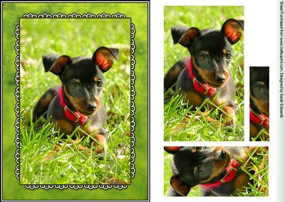 A5 Miniature Pinscher Quick Card - CUP133626_172 | Craftsuprint