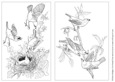 Digi Stamp - Birds 4 - CUP474128_66 | Craftsuprint