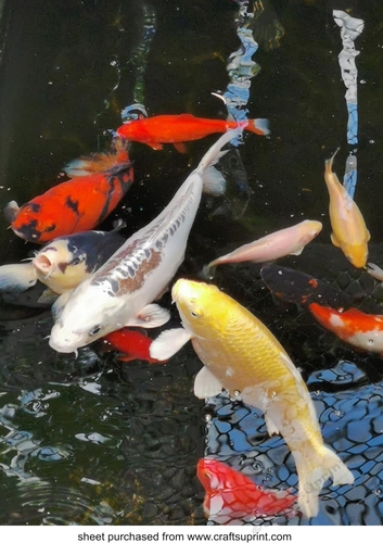 Beautiful koi photograph - CUP963971_659 | Craftsuprint