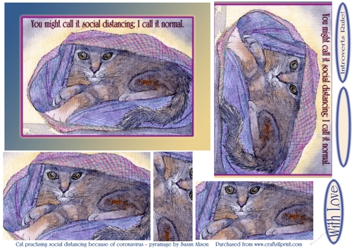 Cat practising social distancing because of coronavirus - pyramage by ...