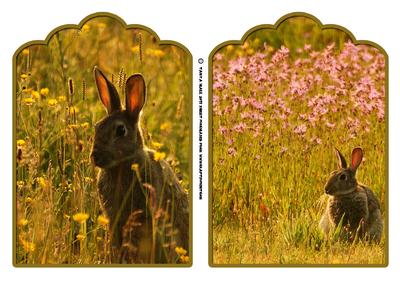 Two Rabbit Quick Card Fronts - CUP257861_1446 | Craftsuprint