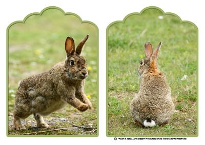 Two Summer Rabbit Card Fronts - CUP257870_1446 | Craftsuprint