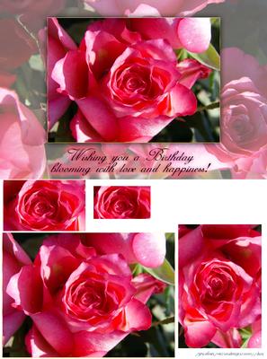 Rose Birthday Greeting Card Front - CUP318500_1446 | Craftsuprint