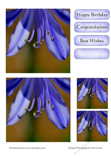 Agapanthus 6x6 Toppers - CUP1091283_33 | Craftsuprint