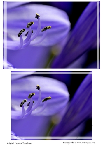 Agapanthus Toppers - CUP1228862_33 | Craftsuprint