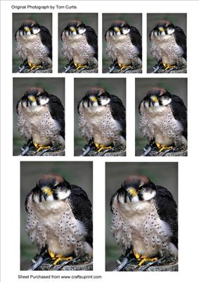 Peregrine Falcon Toppers - CUP217224_33 | Craftsuprint