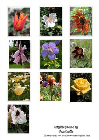 Flower Photos 10 Notelets - CUP411530_33 | Craftsuprint