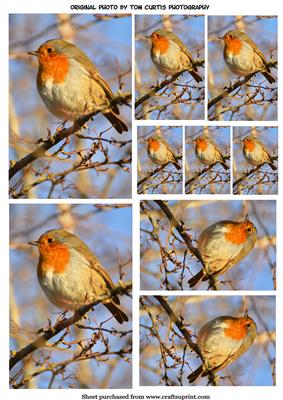 Robin Toppers - CUP594976_33 | Craftsuprint