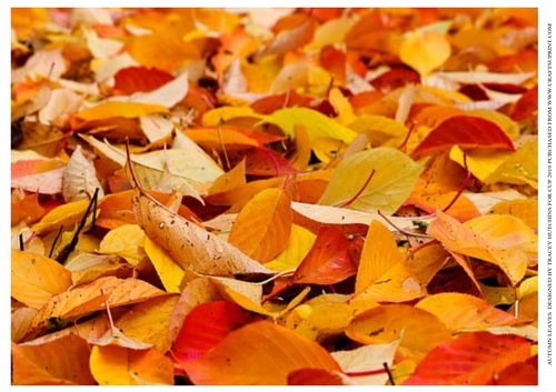 AUTUMN BACKING PAPER - CUP1013051_25427 | Craftsuprint