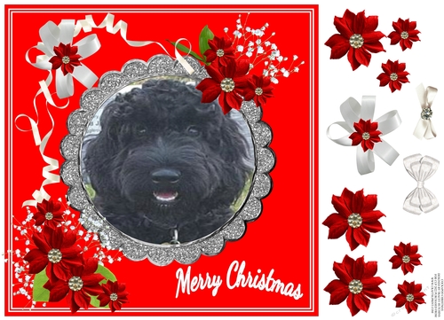 CHRISTMAS BLACK COCKAPOO - CUP1173971_25427 | Craftsuprint