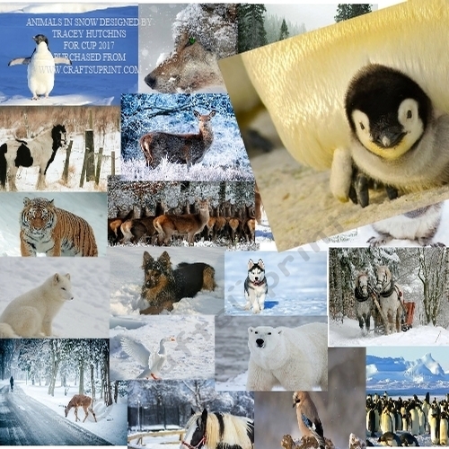 ANIMALS IN SNOW 20 PICS OVER 15 PAGES ALL HIGH QUALITY JPEG ...