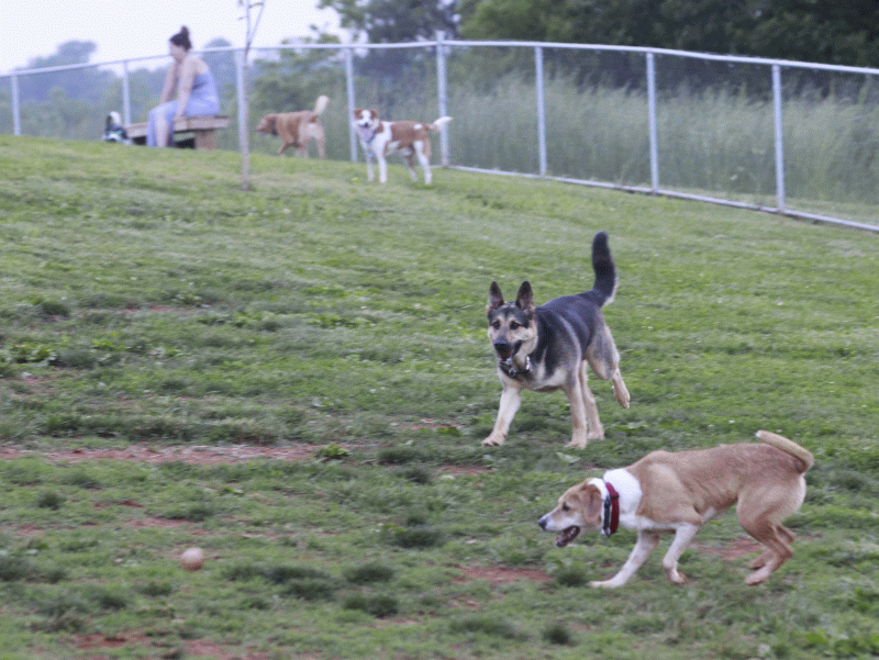 Park planning goes to the dogs