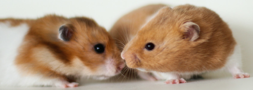 CVQT | Cuidados com Hamster Sírio: Alimentação