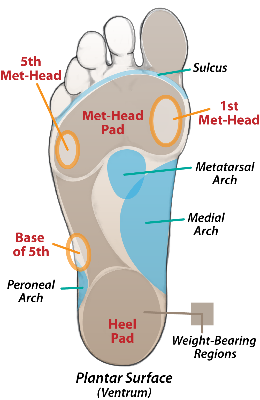 Sulcus Sulcus