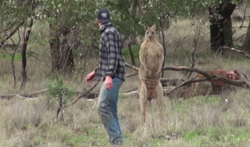 Dude Punches Kangaroo to Save His Dog, Becomes a Viral Sensation
