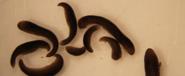 Worm Went to Space and Grew a Second Head