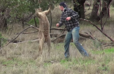 Dude Punches Kangaroo to Save His Dog, Becomes a Viral Sensation