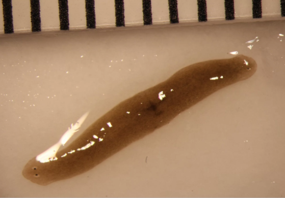 Worm Went to Space and Grew a Second Head