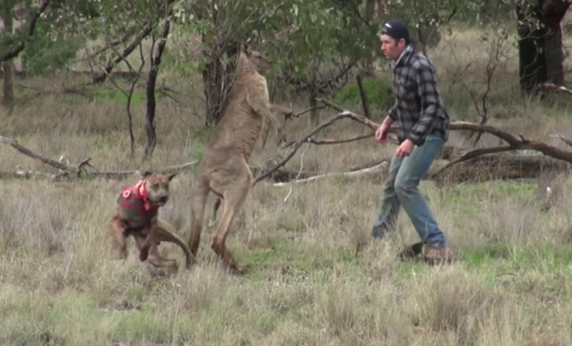 Dude Punches Kangaroo to Save His Dog, Becomes a Viral Sensation