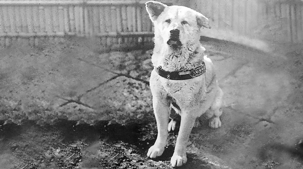 Hachiko: La historia real del perro que conmovió al mundo