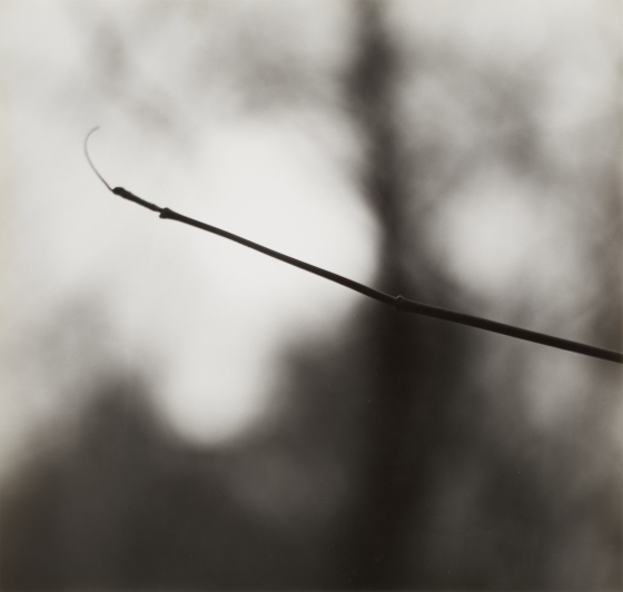 Untitled (Zen Twig) | Denver Art Museum