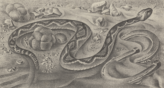 Rattler | Denver Art Museum