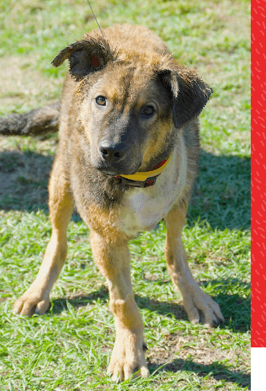 Danny & Ron's Rescue