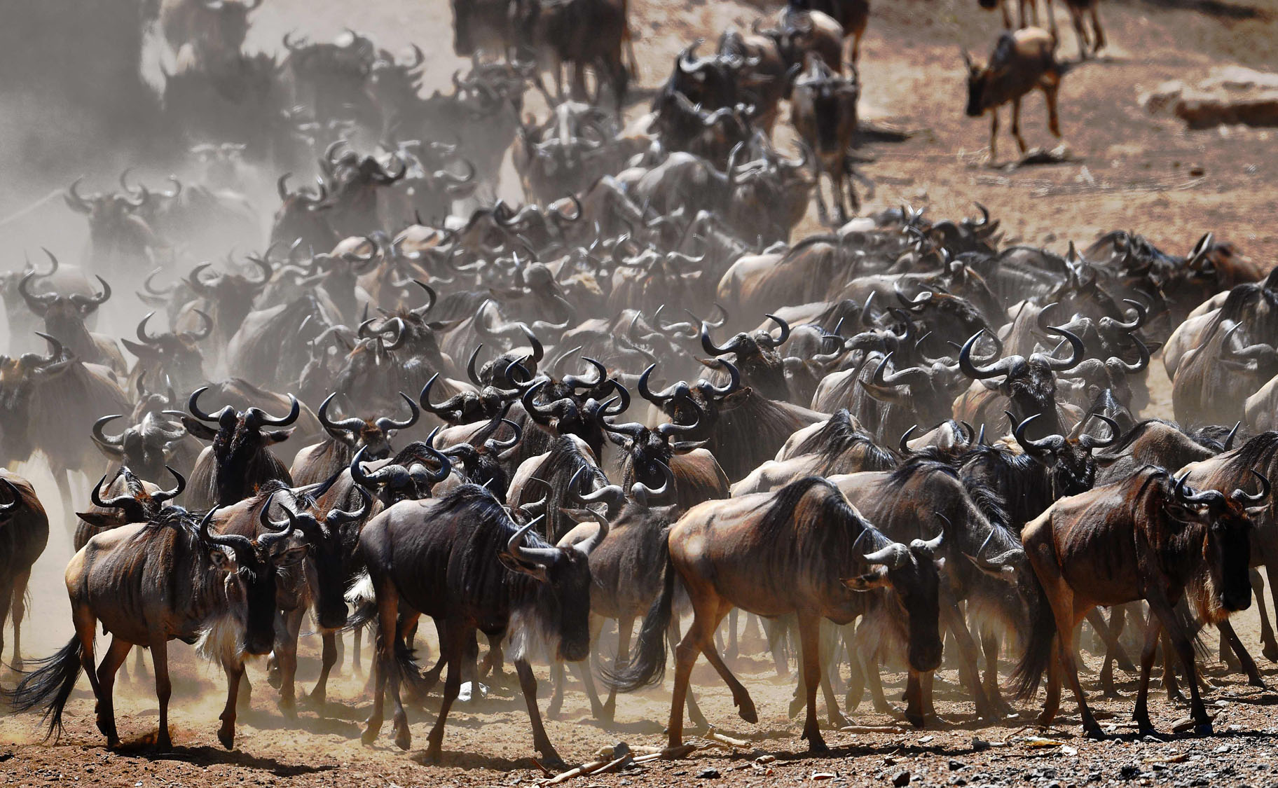 TOPSHOT-KENYA-ANIMALS-MIGRATION