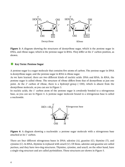 Lesson: DNA Discovery and Structure | Nagwa