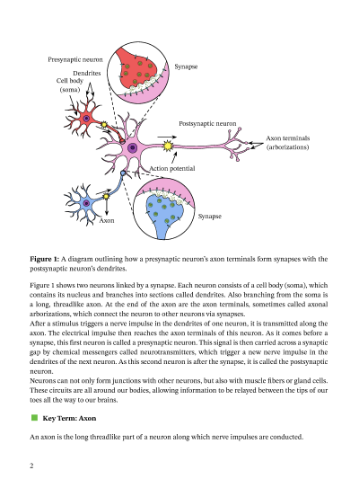 Lesson: Synapses | Nagwa