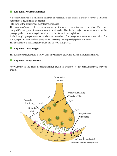 Lesson: Synapses | Nagwa