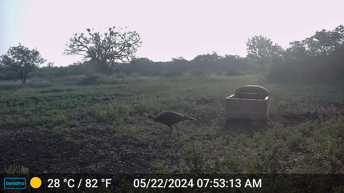 DeerLab | Camera - East Chip's Spot via DeerLab (ceekv3m)