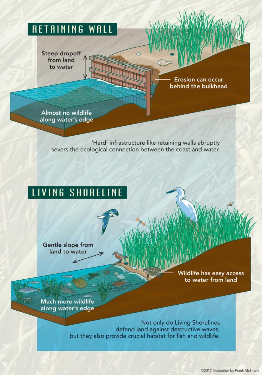 Living Shorelines | Delaware Estuary