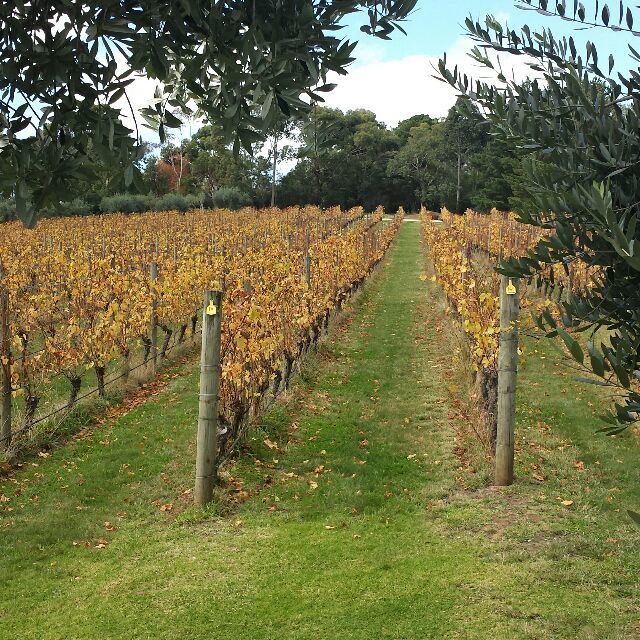 Adam Cramer-Roberts – Delectable Wine