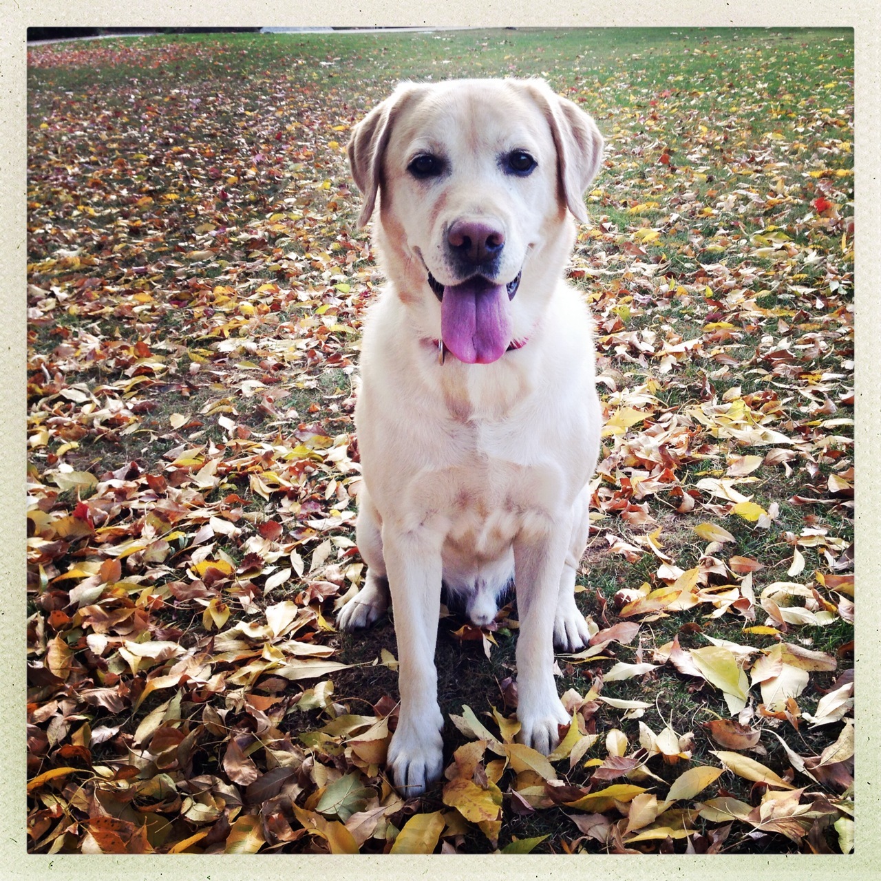 Lauren Roseman – Delectable Wine