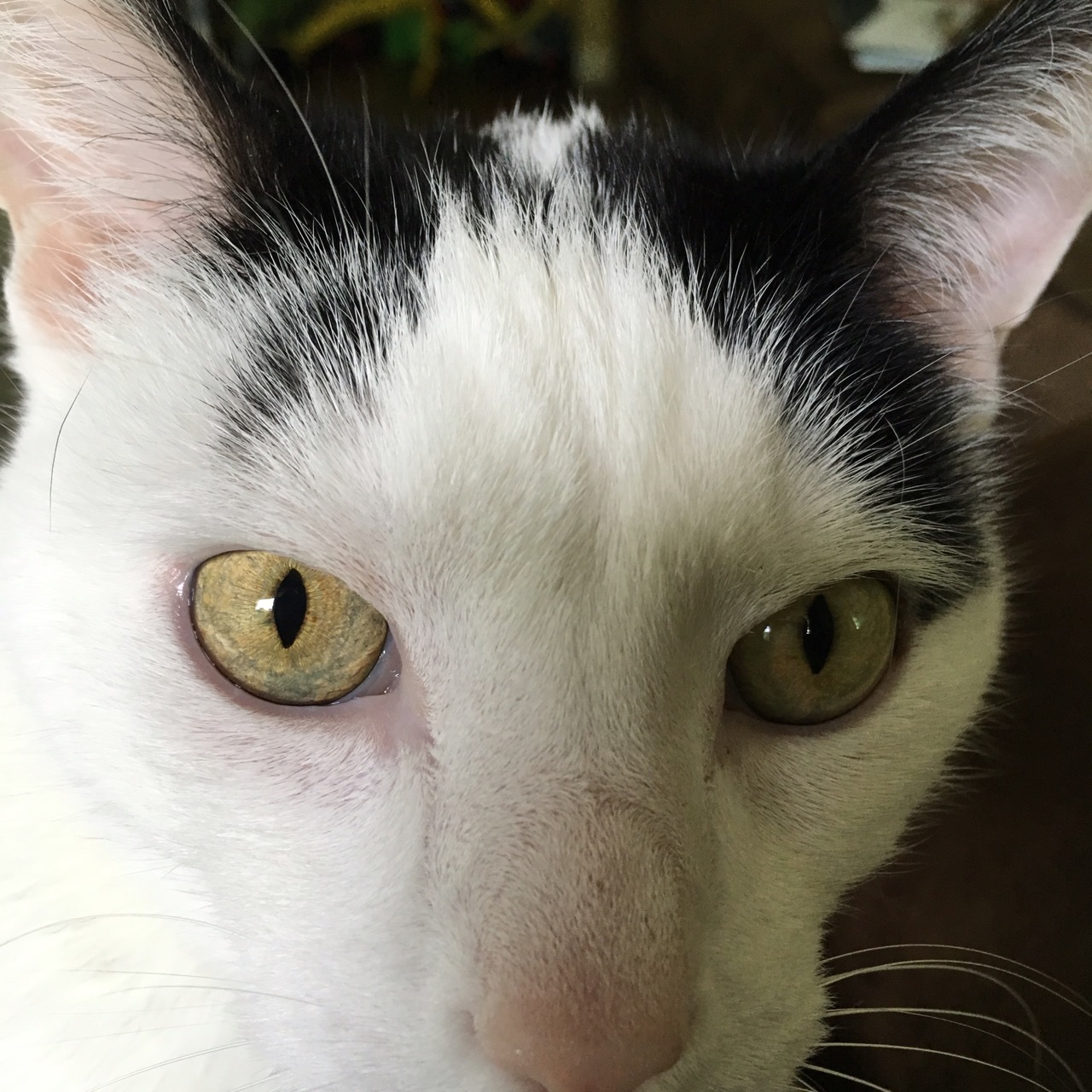 Steve Rothfuss – Delectable Wine