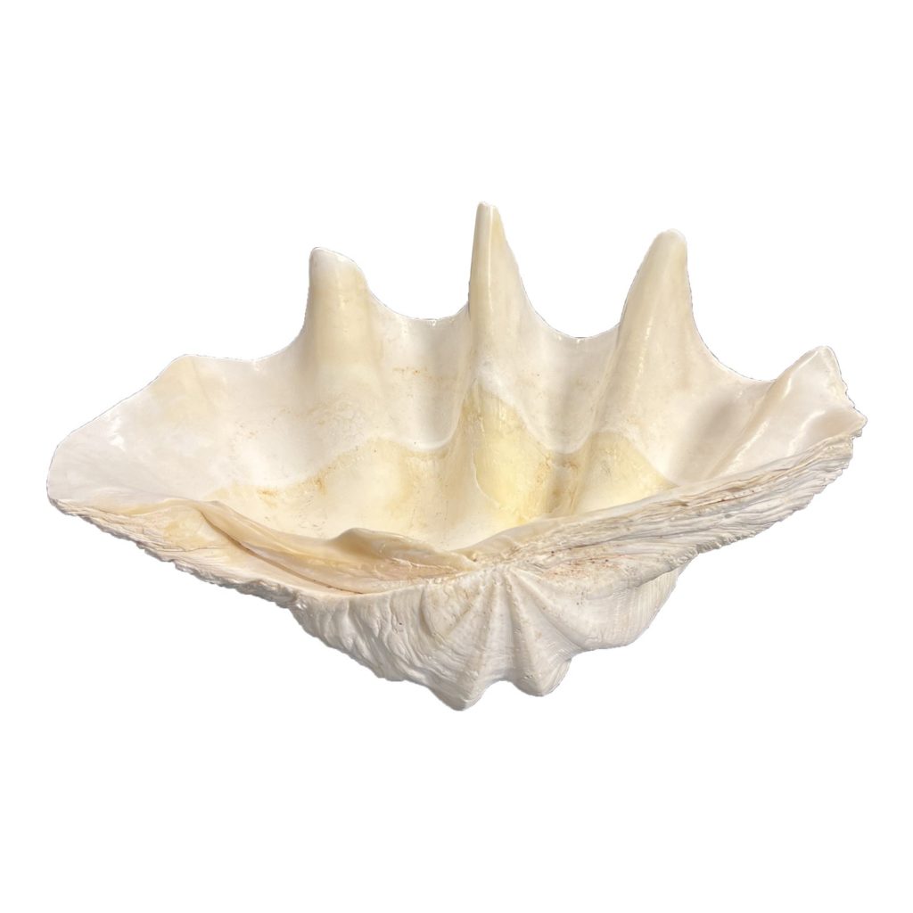 South Seat Natural Giant Clam Shell - Design Plus Gallery