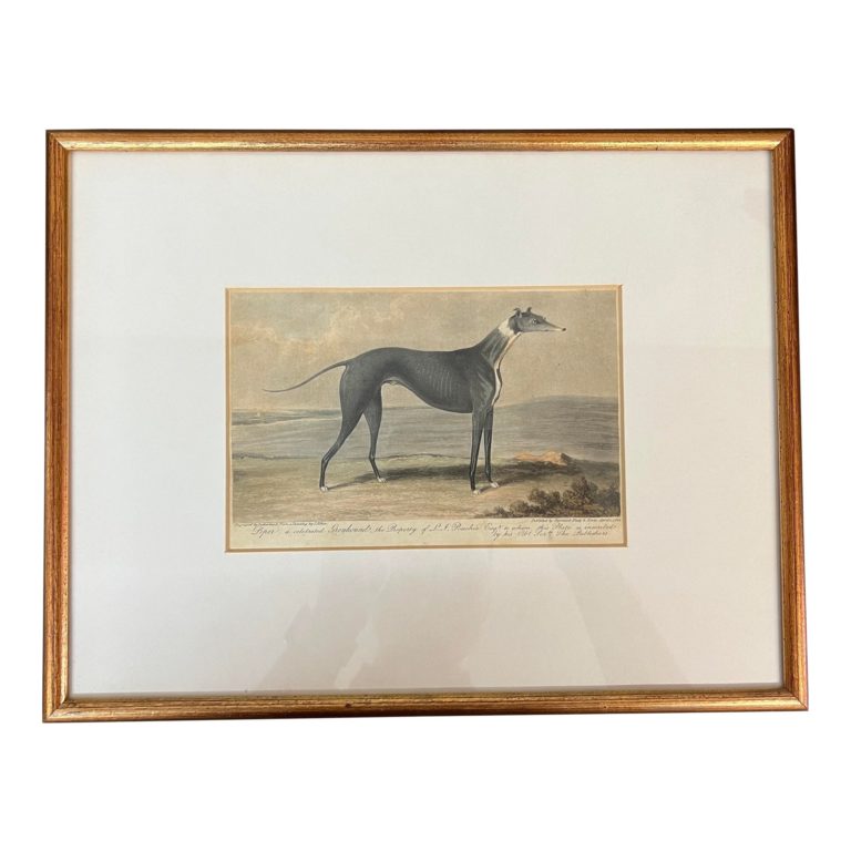 Piper, a Celebrated Greyhound by Samuel Alken Etching | Design Plus Gallery