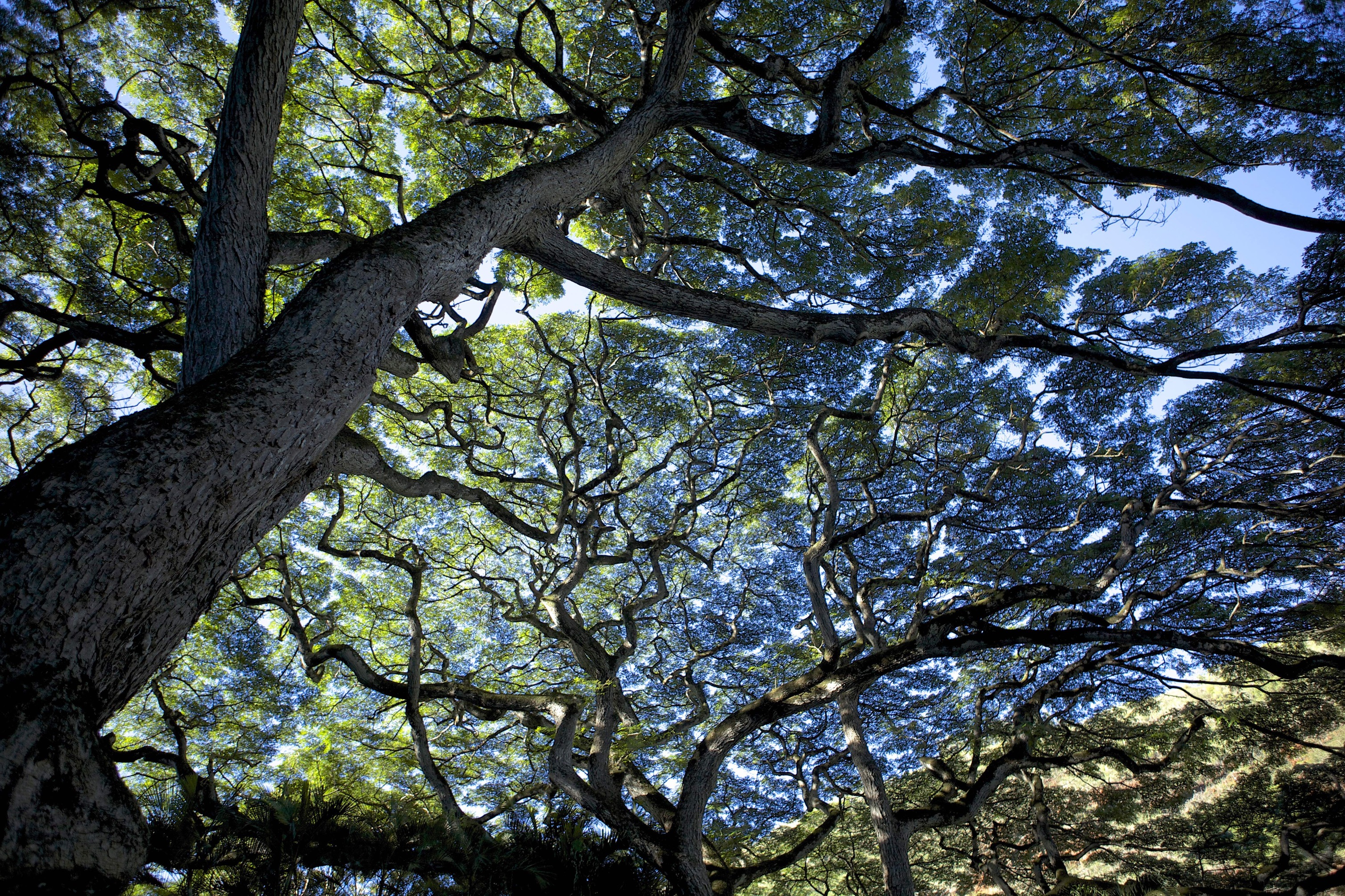 Home | The Tree Resource