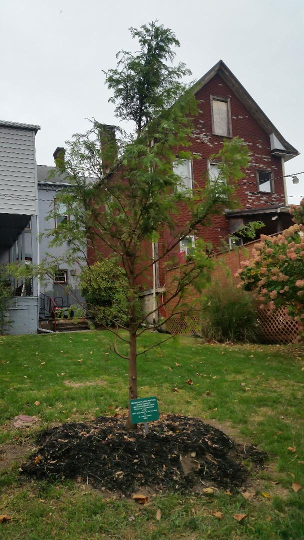 200th Anniversary Tree | St. John's Episcopal Church
