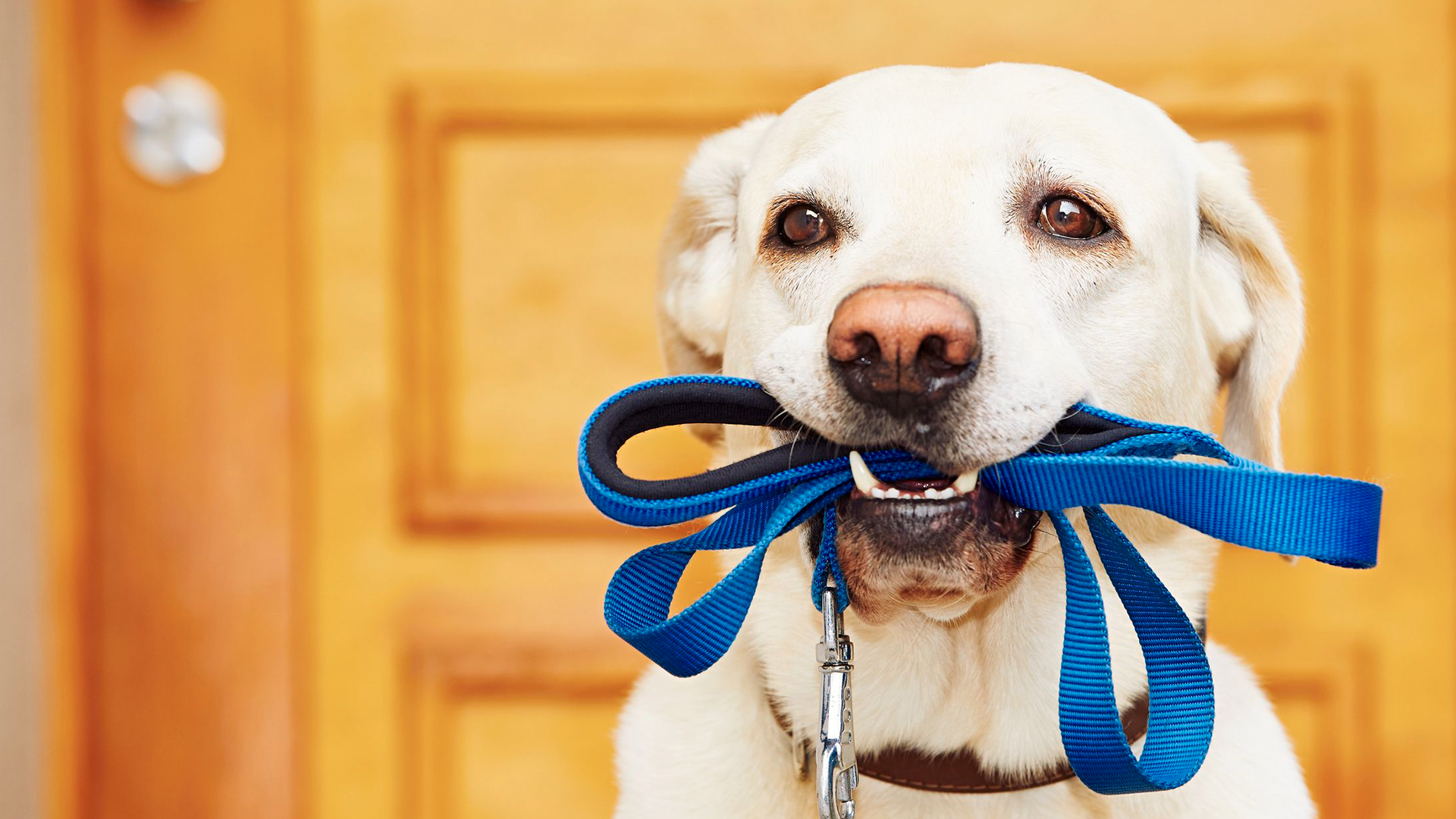 DFW Humane Society - A Nonprofit, No-Kill Animal Shelter - DFW Humane ...