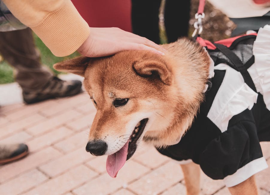 Service Animals in the Workplace in 2020: 7 Things You Need to Know ...