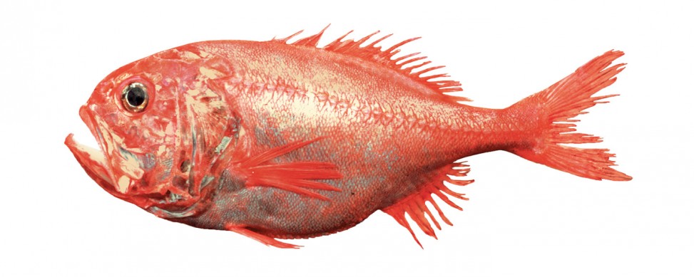 Orange roughy returns from the brink in New Zealand