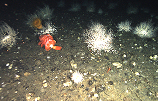 NOAA gets to the bottom of the Bering