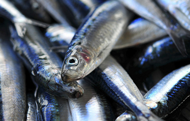 Seafood Handbook Finfish Page