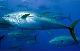 Pew: Japan, China, US, others overfishing Pacific tuna