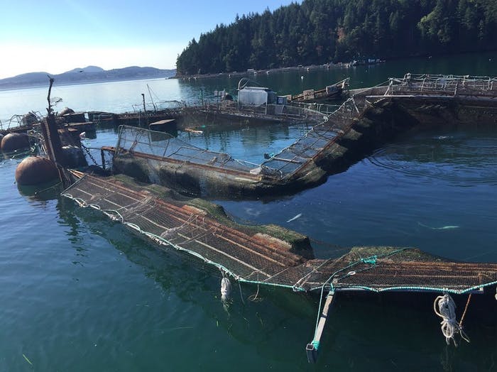 Cooke Aquaculture dealing with local outrage after farmed salmon escape ...