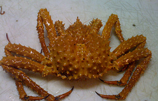 Alaska golden king crab concerns prompt quota cut