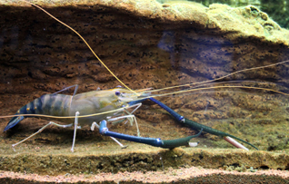 Mekong farmers earn large profits from giant freshwater prawns