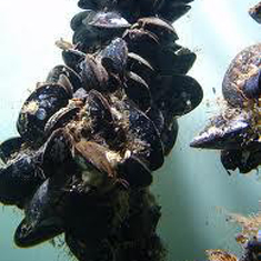 Newfoundland mussel companies get organic